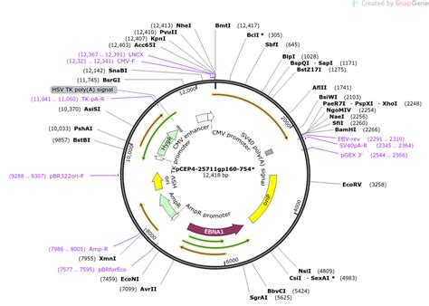 Addgene Pcep4 25711gp160 754