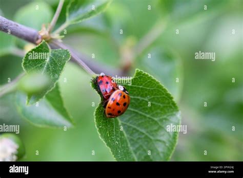 Two Ladybirds Mating On A Leaf Of A Tree Stock Photo Alamy