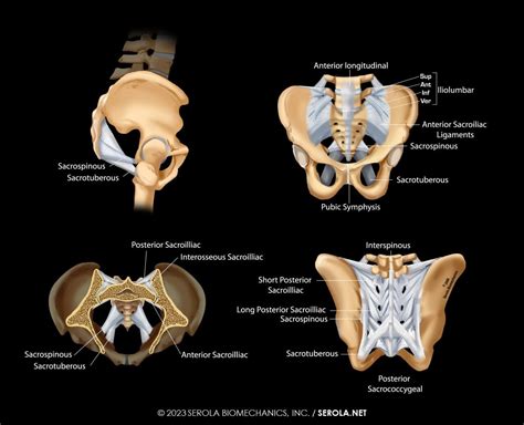 Interosseous Ligament Si Joint Sacro Iliac Also Known As Si Joint