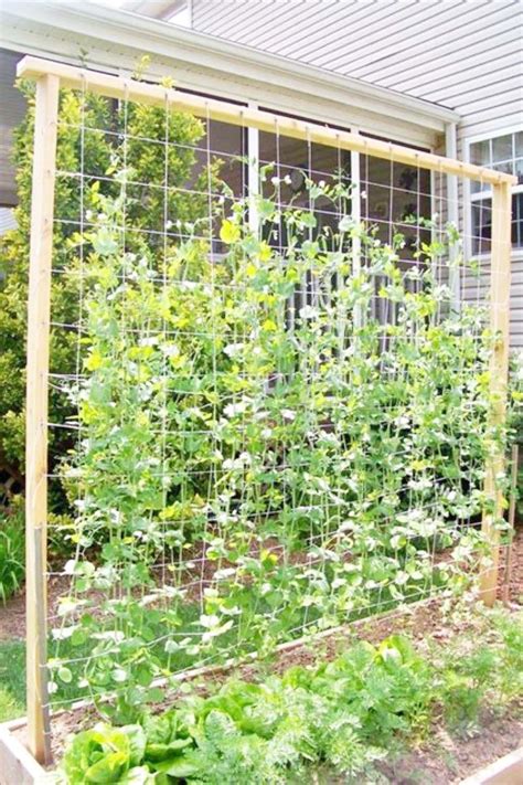 Diy Tomato Trellis Designs