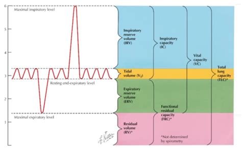 Gen Med Obstructive Vs Restrictive Lung Diseases And Pft Interpretation Flashcards Quizlet