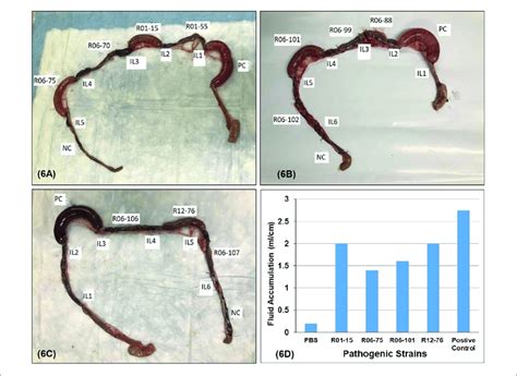 rabbit ileal loop assay to assess enterotoxigenic activity pictorial