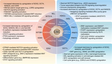 耐药癌症中的组蛋白修饰：从癌症干细胞和免疫逃避的角度来看 Experimental And Molecular Medicine X Mol