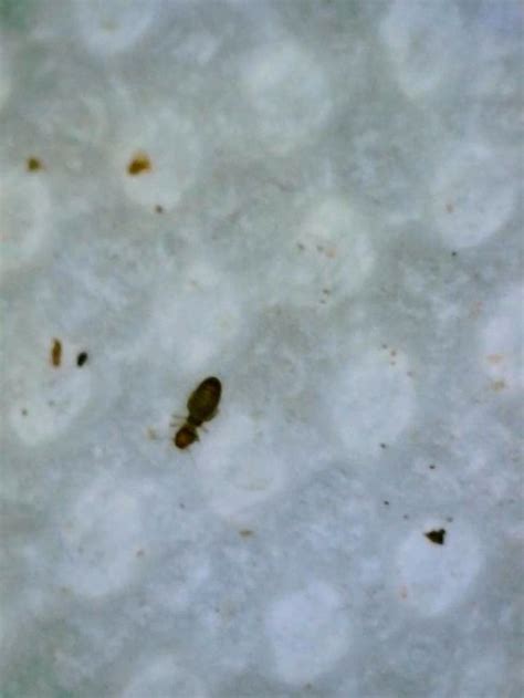 What Type Of Bug Is This Springtail Rwhatsthisbug