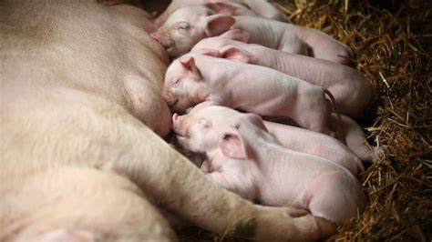 Дават 28 млн лв за хуманно отношение към свинете Новини бг