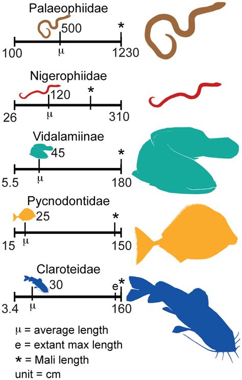Stratigraphy And Paleobiology Of The Upper Cretaceous Lower Paleogene Sediments From The Trans