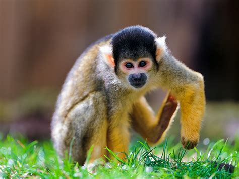 The Complete List Of Tropical Rainforest Omnivores Flora Fauna Fun