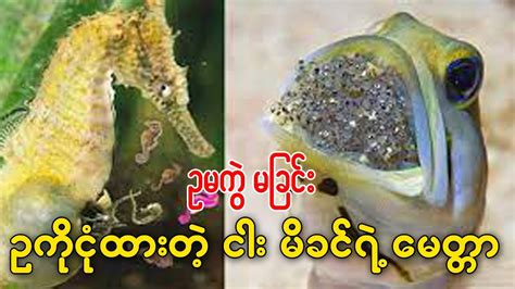 ထူးဆန်းသောသတ္တဝါများမွေးဖွားခြင်း Youtube