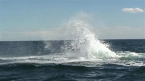 Endangered Whale Found Dead Near Virginia Beach Killed By Passing Vessel