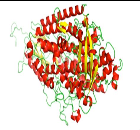 ribbon diagram for modeled structure of lipoxygenase protein download scientific diagram