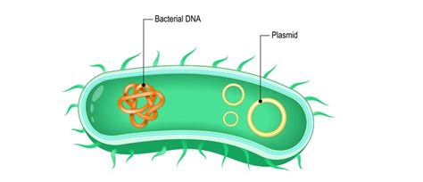Isolation Of Plasmid Dna From Bacteria