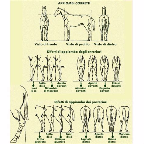 Anatomia Del Cavallo Arti E Appiombi Il Portale Del Cavallo
