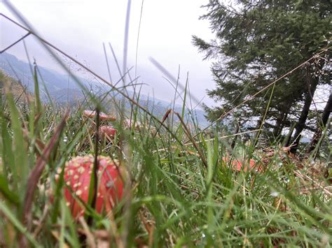 Amanita Muscaria : r/AmanitaMuscaria