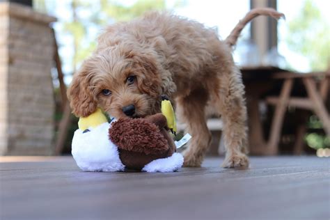 Cavapoo Lifespan How To Ensure Long Life For Your Companion