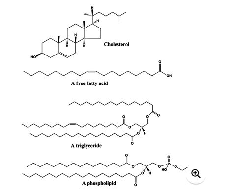 [solved] Lipids And Amino Acids What Are The Functional Groups Of Each Of Course Hero