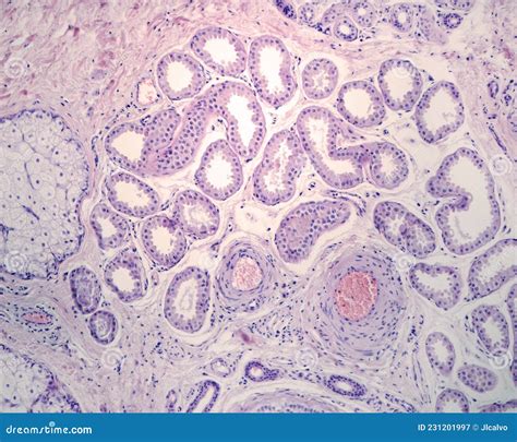 Medical Terminology Apocrine Gland At Amy Ammerman Blog