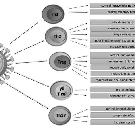 A Schematic Representation Of The Th Cells Subsets Involved In Immune