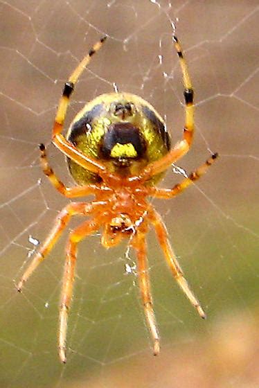 Orbweaver Araneus Thaddeus Araneus Thaddeus Bugguidenet