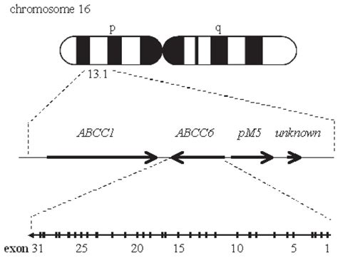 The Location Of The Abcc6 Gene And Neighboring Genes In 16p131 Arrows