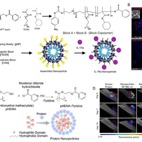 Mouse Tibial Cyclic Compression Model And Localized Cartilage Thickness Download Scientific