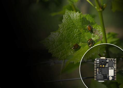 Vineyard Pest Monitoring With Arduino Pro Arduino Blog Flipboard