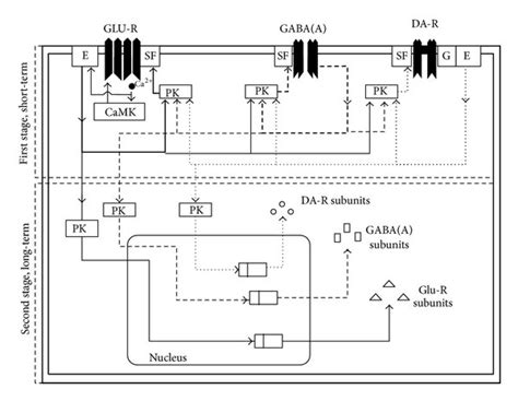 A Tentative Model Of Intraneuronal Integration Triggered By