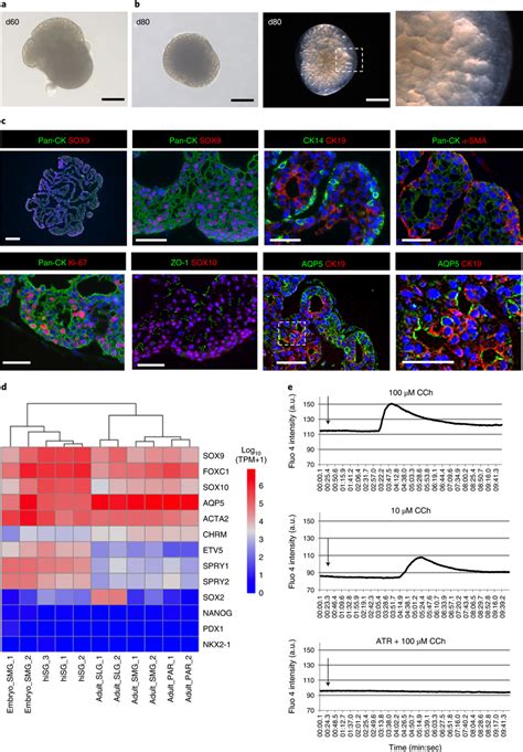 Hipsc Derived Salivary Gland Organoids Are Structurally And