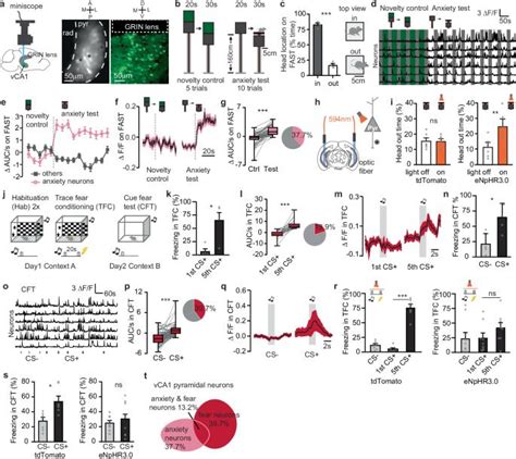 Stéphane Ciocchi Prof Dr On Linkedin Distinct Ventral Hippocampal