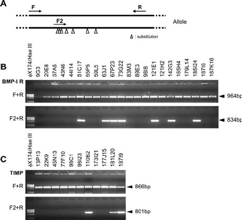 Detection Of Allelic Variants By Pcr Amplification From Individual Bac