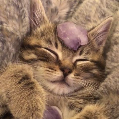 Cute Pfp For Discord Cat Pfp For Discord By Bucketfiish On Deviantart Discord Is The Easiest