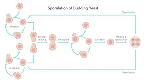 Premium Vector Sporulation And Life Cycle Of Budding Yeast Biology Vector Illustration Diagram