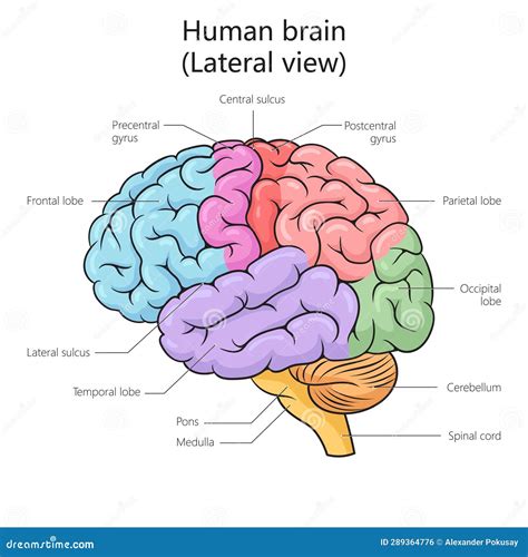 Human Brain Structure Diagram Medical Science Stock Vector