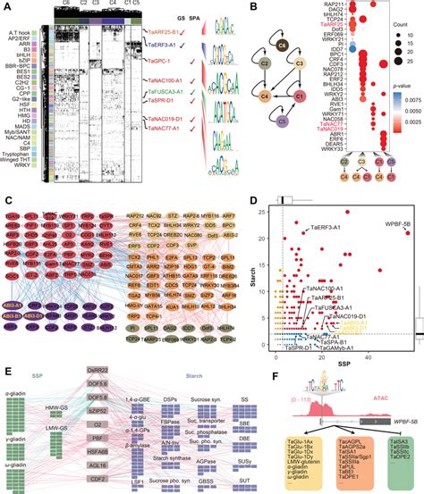 Transcriptional Regulatory Networks Trns During Endosperm