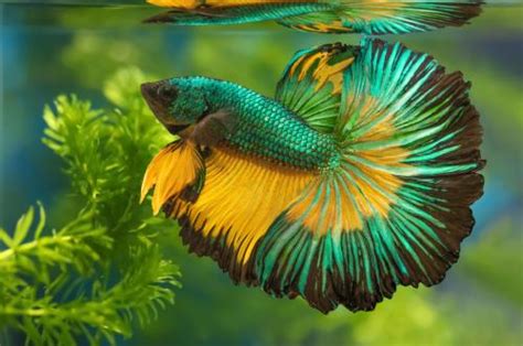 Top 10 Best Pet Fish
