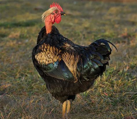 The Ultimate Guide To Chicken Breeds Blains Farm And Fleet Blog