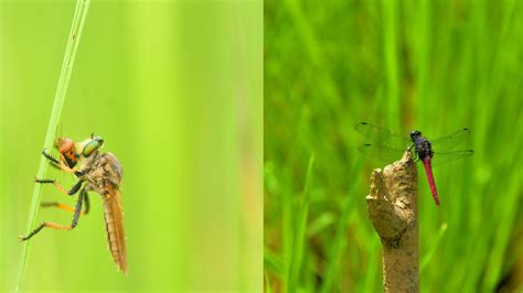 Agrobiodiversity Conservation Thanal Agroecology Centre