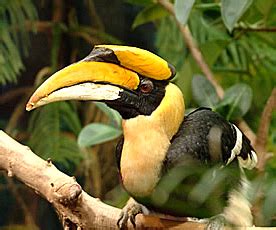 Coraciiformes Tag Your Guide To Birdwatching And Ornithology Insights