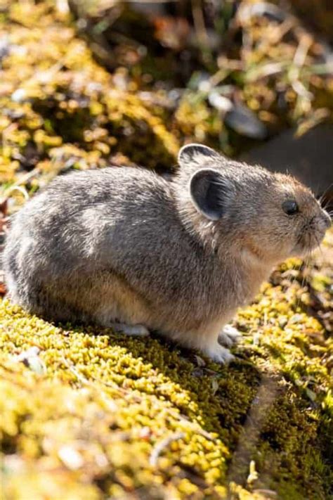 21 Animals That Call Sequoia National Park Home Animals Around The