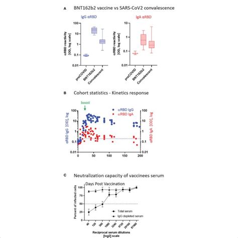Quantitative Elisa Measurement Of Anti Rbd Igg And Iga Content In Download Scientific Diagram