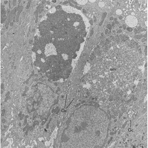 Lateral Cell Surface Of Proximal Cells 10 Day Old Rat Figure 4 A B