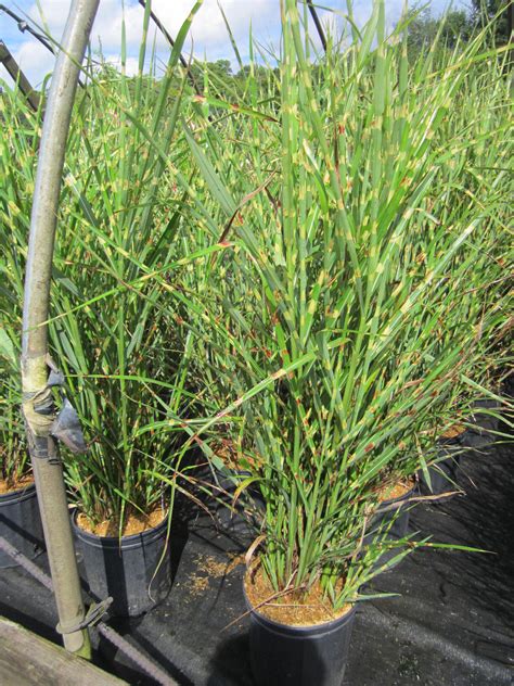 Miscanthus Sinensis Strictus Porcupine Maiden Grass