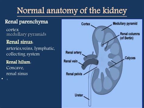 Renal Parenchyma