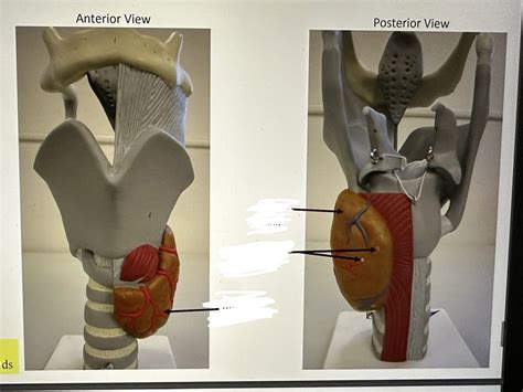 Aandp2 Practical 1 Lab 2 Slide 15 Diagram Quizlet