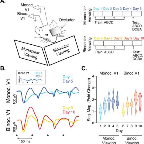 M2 Receptors Are Required For Spatiotemporal Sequence Learning In V1