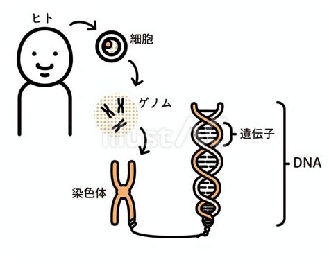 遺伝子とdna図解イラスト No 26696117｜無料イラスト・フリー素材なら「イラストac」