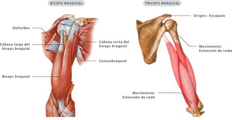 Anatomía Del Músculo Dibujos Imagenes Biologia Sistema Aparato