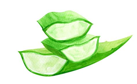 수채화 알로에 베라 잎 손으로 그린 페인트 흰색에 고립 된 알로에 잎 알로에 베라 삽화 가시에 대한 스톡 벡터 아트 및 기타 이미지 가시 건강관리와 의술 건강한 생활