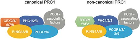 Frontiers Modulation Of The High Order Chromatin Structure By