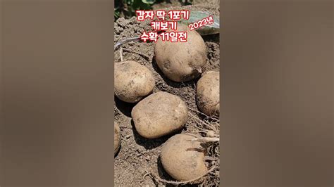 감자 수확시기 11일전 딱 한포기 캐보기 수미감자 감물감자 괴산감자 햇감자 Shorts 수미감자 Youtube
