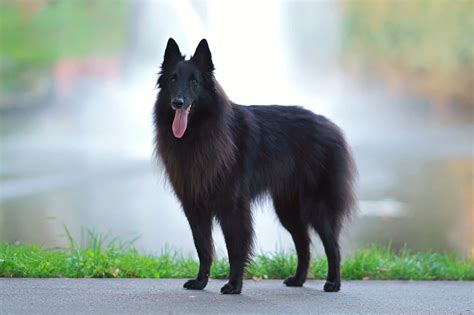 Black Samoyed Do Black Samoyeds Actually Exist